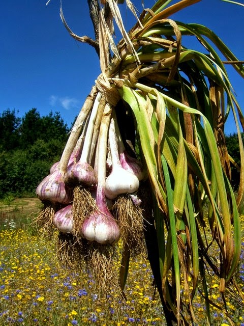 Lin's Isle of Wight Walking Blog: Walk 19 Isle of Wight Garlic Farm