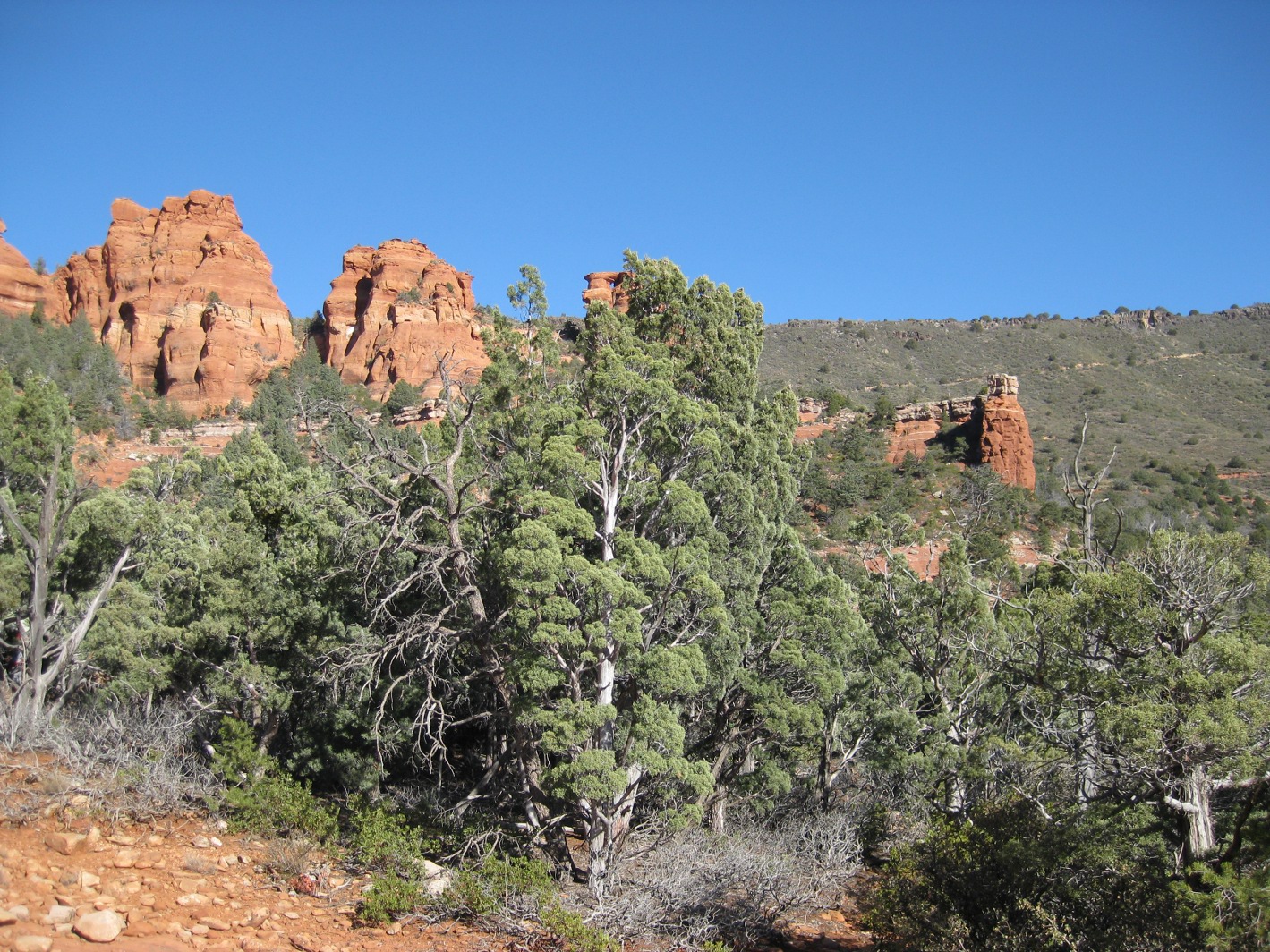 What's Up with Ellis: Cowpies-Mitten Ridge Trail