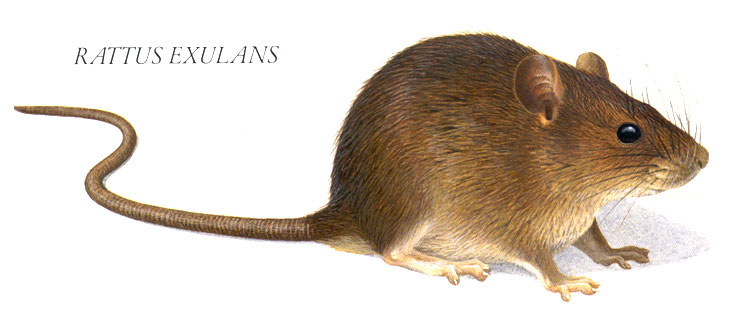 Muskieten & Meer: Polynesië: Ratten en Vogels