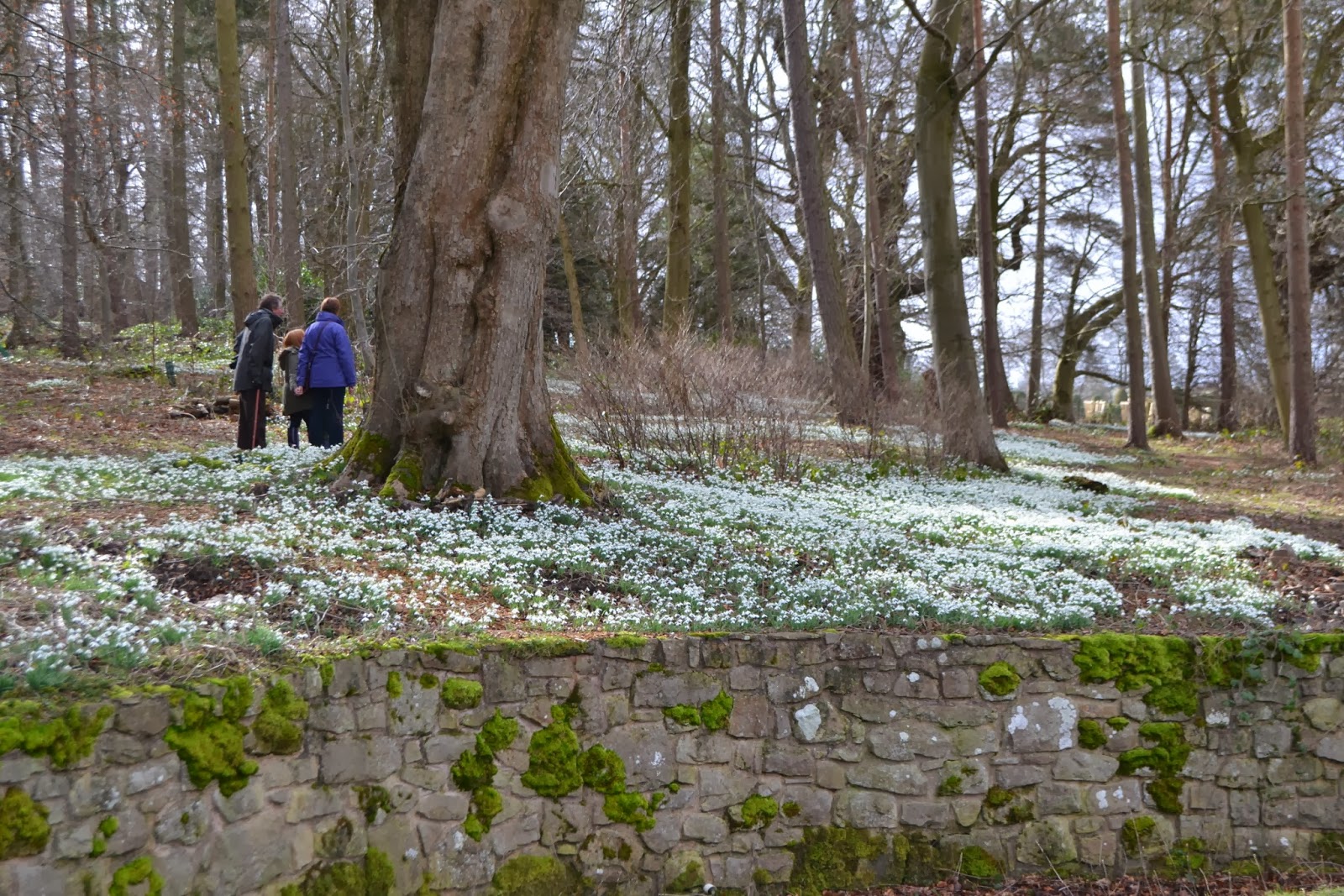 Exploring North Wales: Woodland Walk at Chirk Castle
