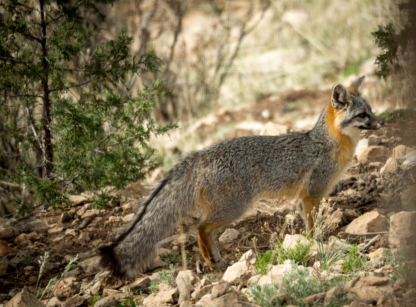 Bob's your Uncle - Virtual Mirage