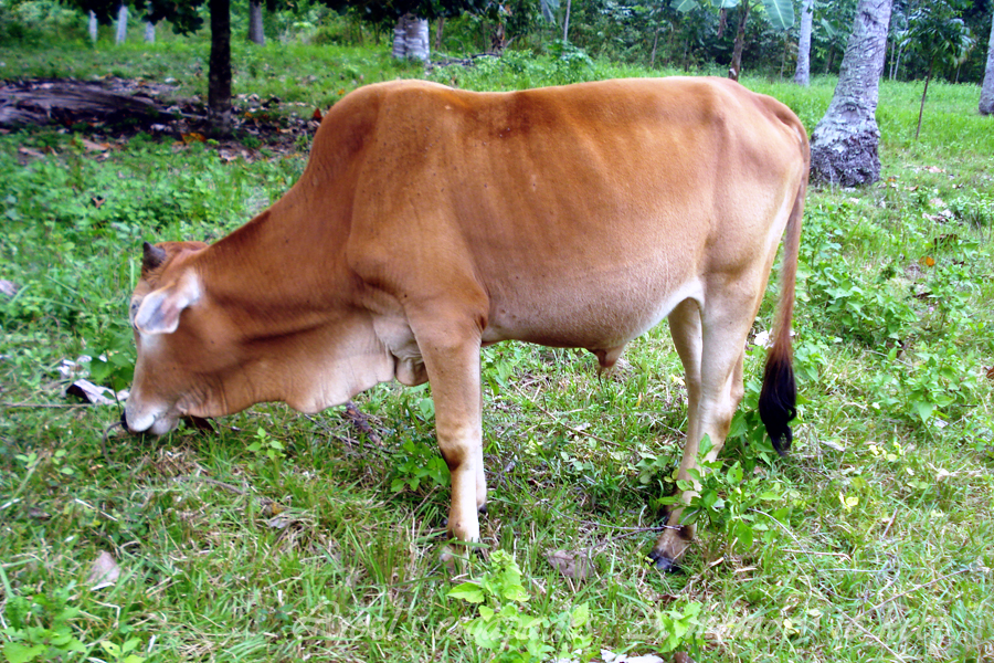 TRAVEL ESCAPADES: Natural Beauty of Talicud Island, Samal, Philippines