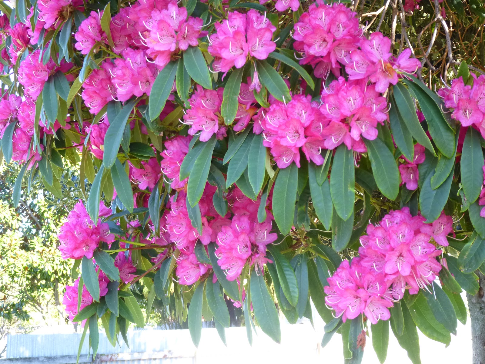 Our New Zealand Adventures: SPRING TIME IN NEW ZEALAND