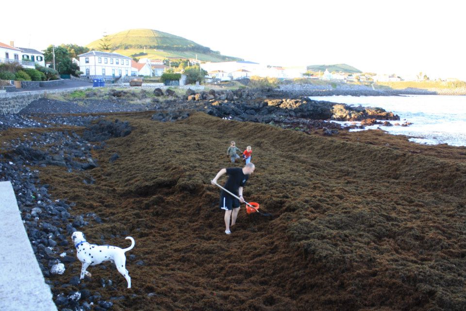 Temperate Climate Permaculture: Organic Fertilizers: Seaweed