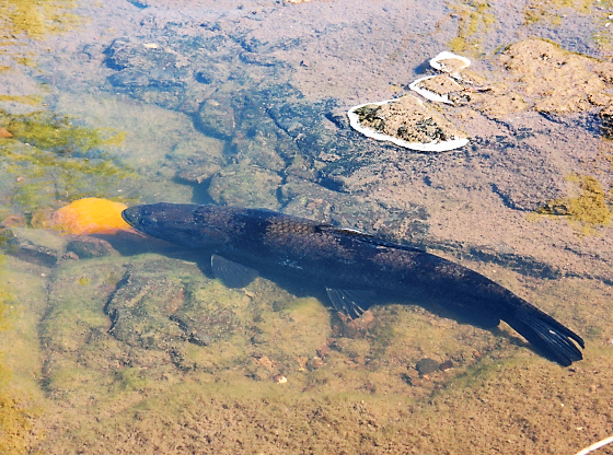 BIBOCA AMBIENTAL : TRAÍRA
