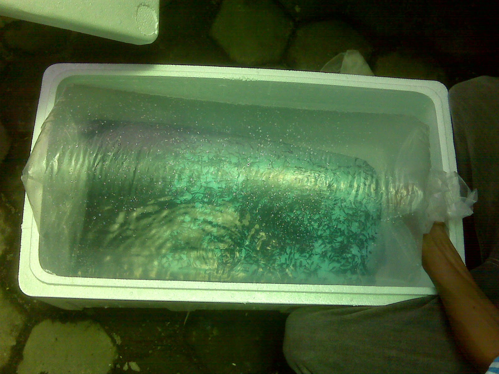 Jual Benih Lele Sangkuriang, Masamo, Phyton Murah: JUAL BIBIT LELE ...