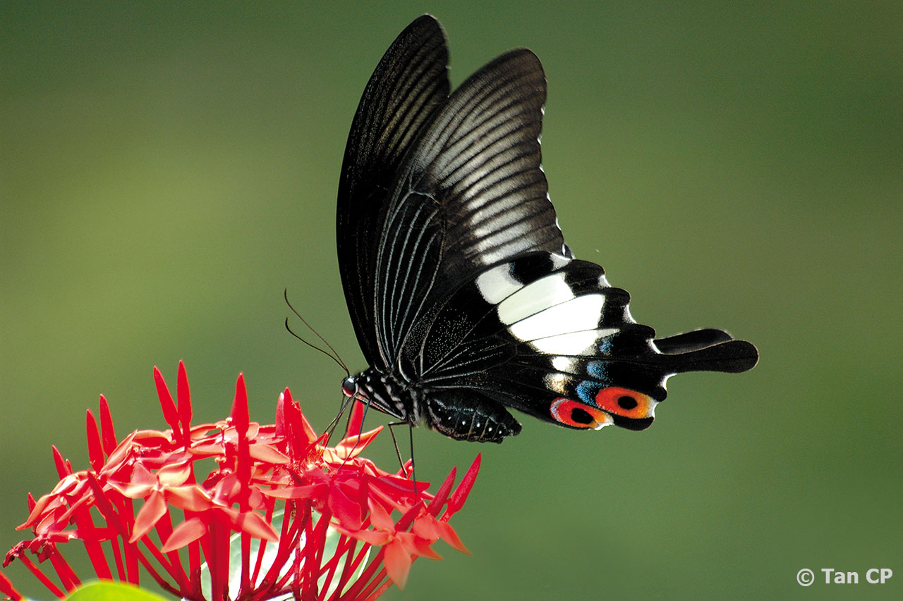Butterflies of Singapore: Three Helens