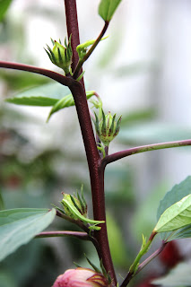 On The Green Side Of Life: Growing Roselle/Rosella