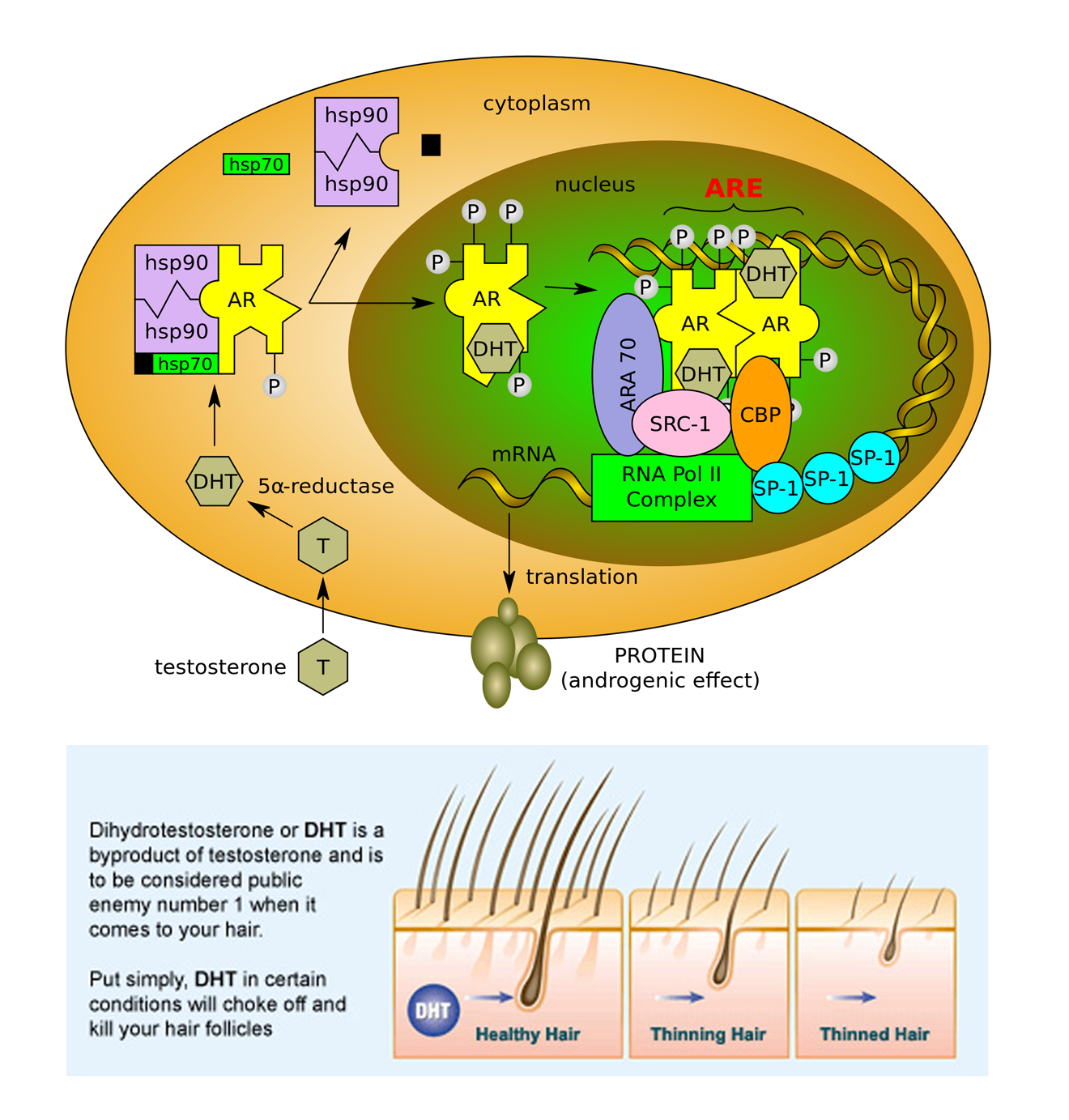 Produk Terbaik Melebatkan Rambut: Cara Melebatkan Rambut