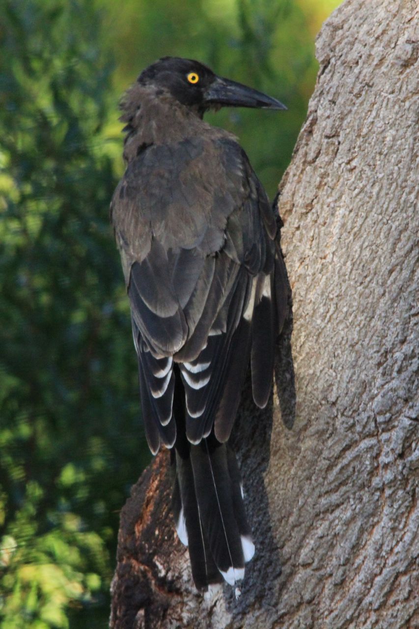 Pete's Flap Birding Aus: Grey currawong, bird with an image problem