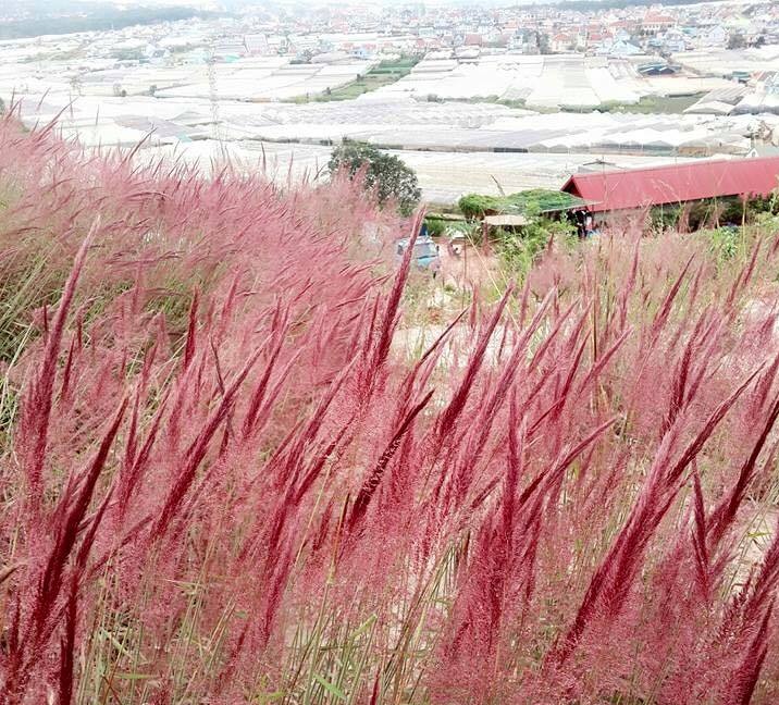 Attractive pink grass in Da Lat - Vietnam travel guide