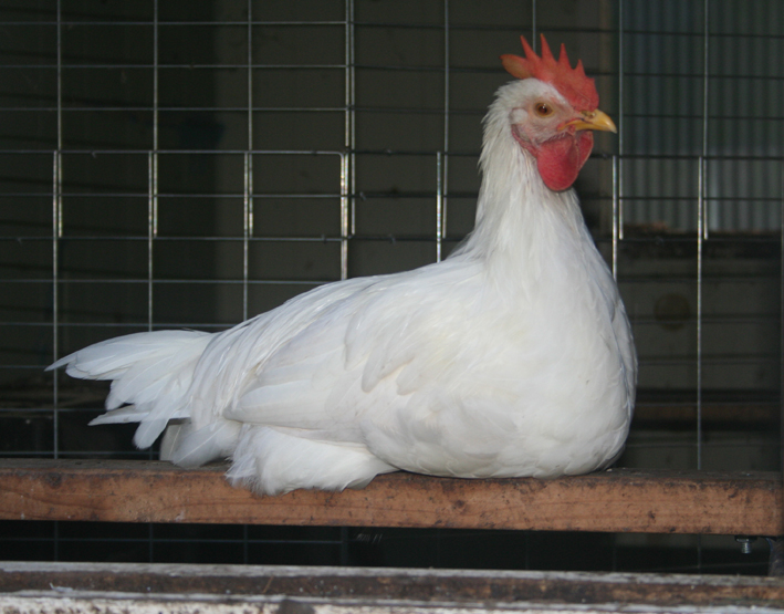the natural chicken: Crossing commercial hens with heritage breed roosters