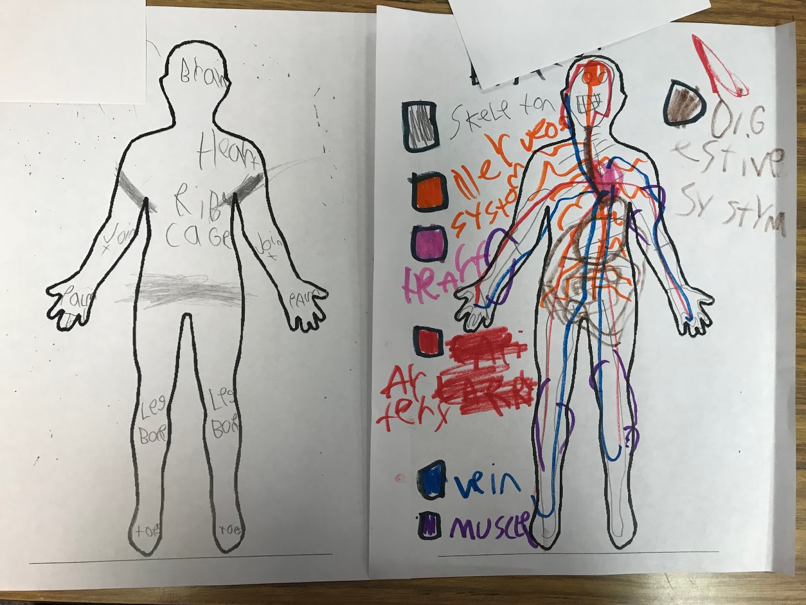 Seabury Navigators: Before and After Diagrams of the Human Body