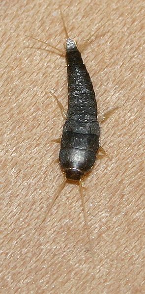 Real Monstrosities: Silverfish