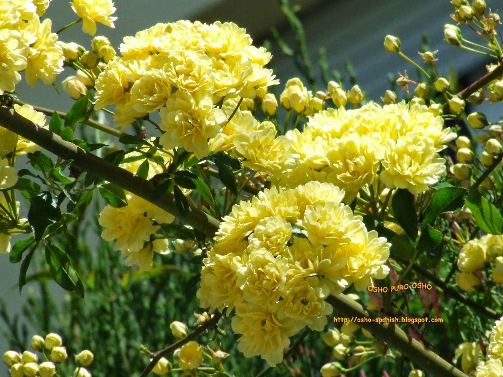 JARDIN OSHO: ROSA DE PITIMINI