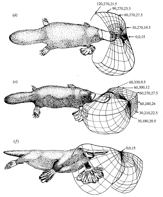 El profesor Bigotini: EL PICO DEL ORNITORRINCO Y OTROS ÓRGANOS PRODIGIOSOS
