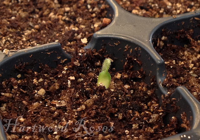 Hartwood Roses: A Sprout!!