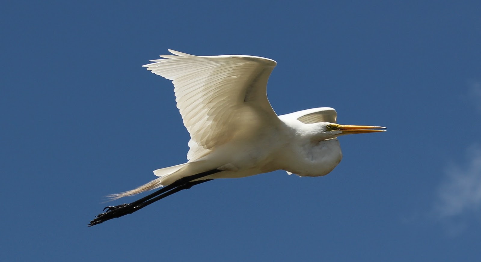 Views From Our Kayak: Arthur R Marshall Loxahatchee National Wildlife ...