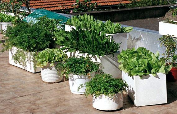 Bignonia o trompeta china. Planta trepadora ornamental | Plantas