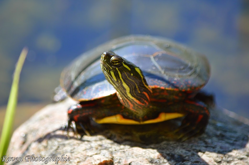 BLOG RAVEN PHOTOGRAPHIE: La Tortue peinte ( Québec )