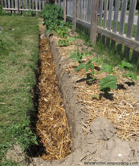 The Vermicomposting Trench - garden favorite