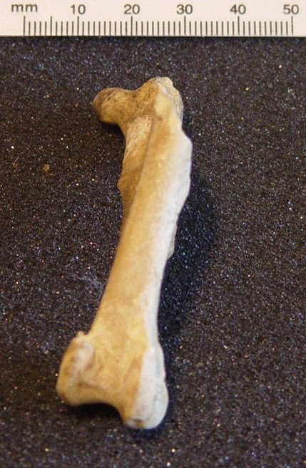 A FIELD OF MUD AND BONE: Probably the Worst Healed Fracture I've Seen