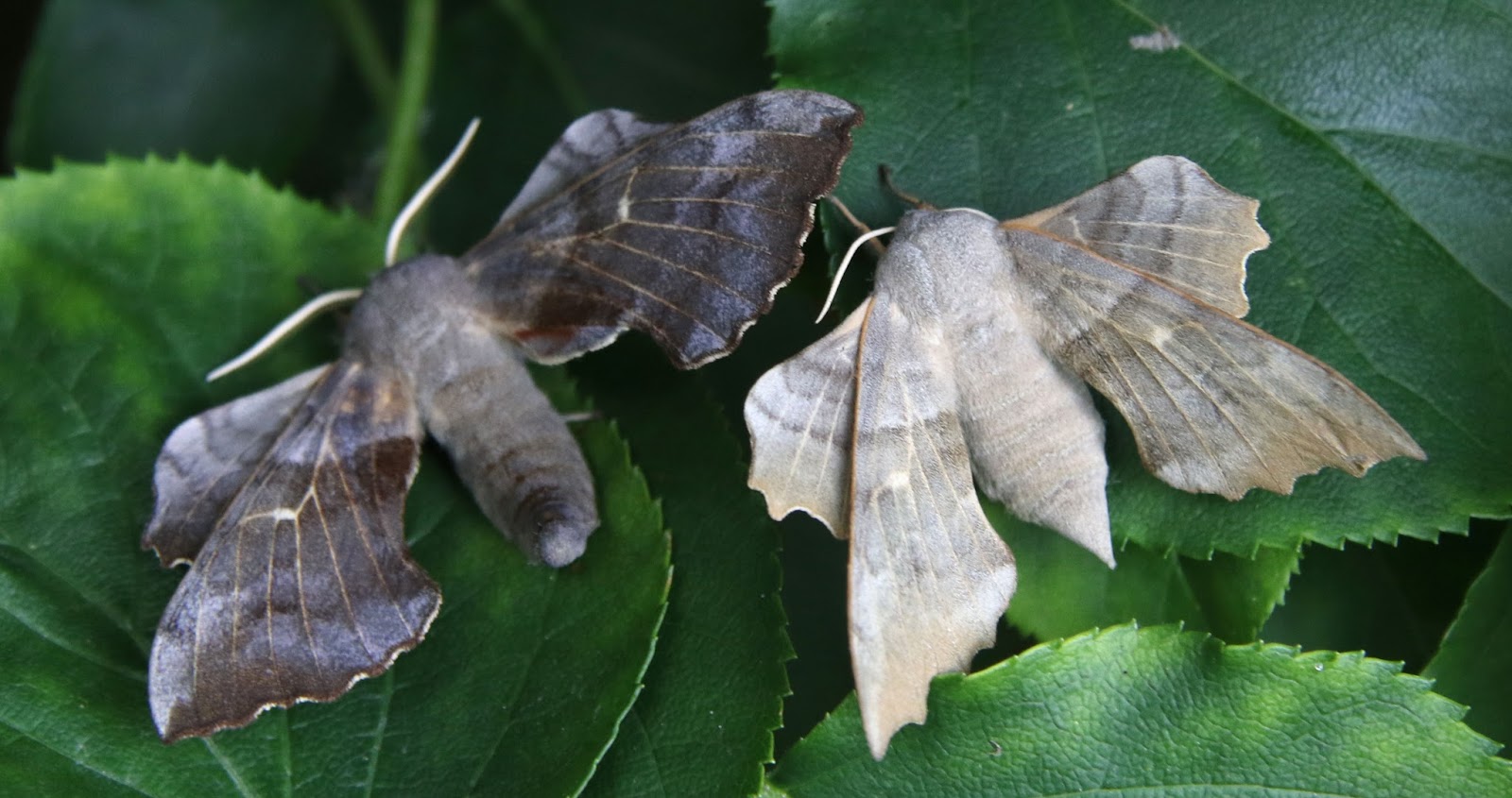 Birding with Flowers: July Moths