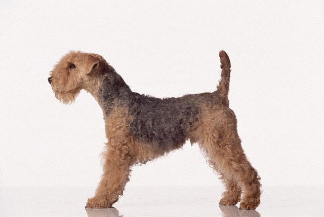Terrierman's Daily Dose: Evolution of Terrier Breeds