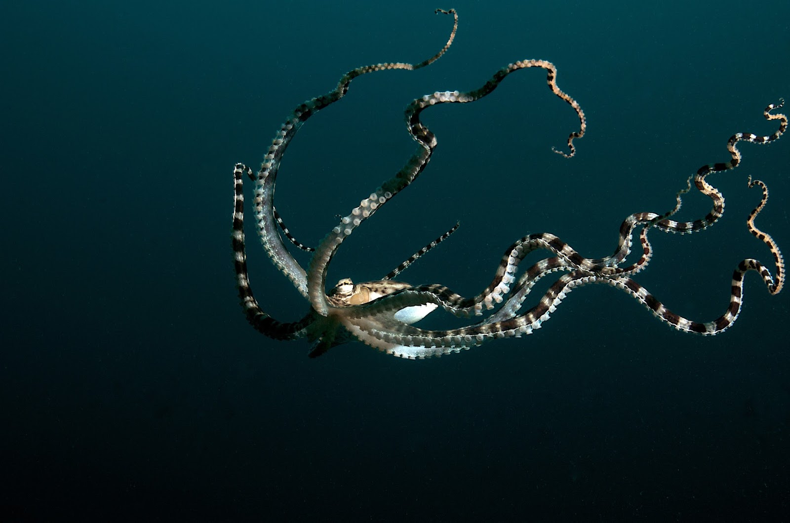 Mimic Octopus Mimicking Jellyfish