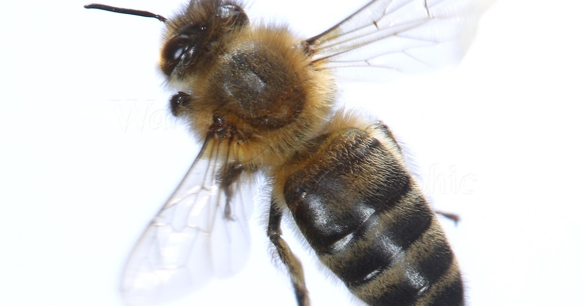 CORONA APICULTORES: APIS MELLIFERA CARNICA