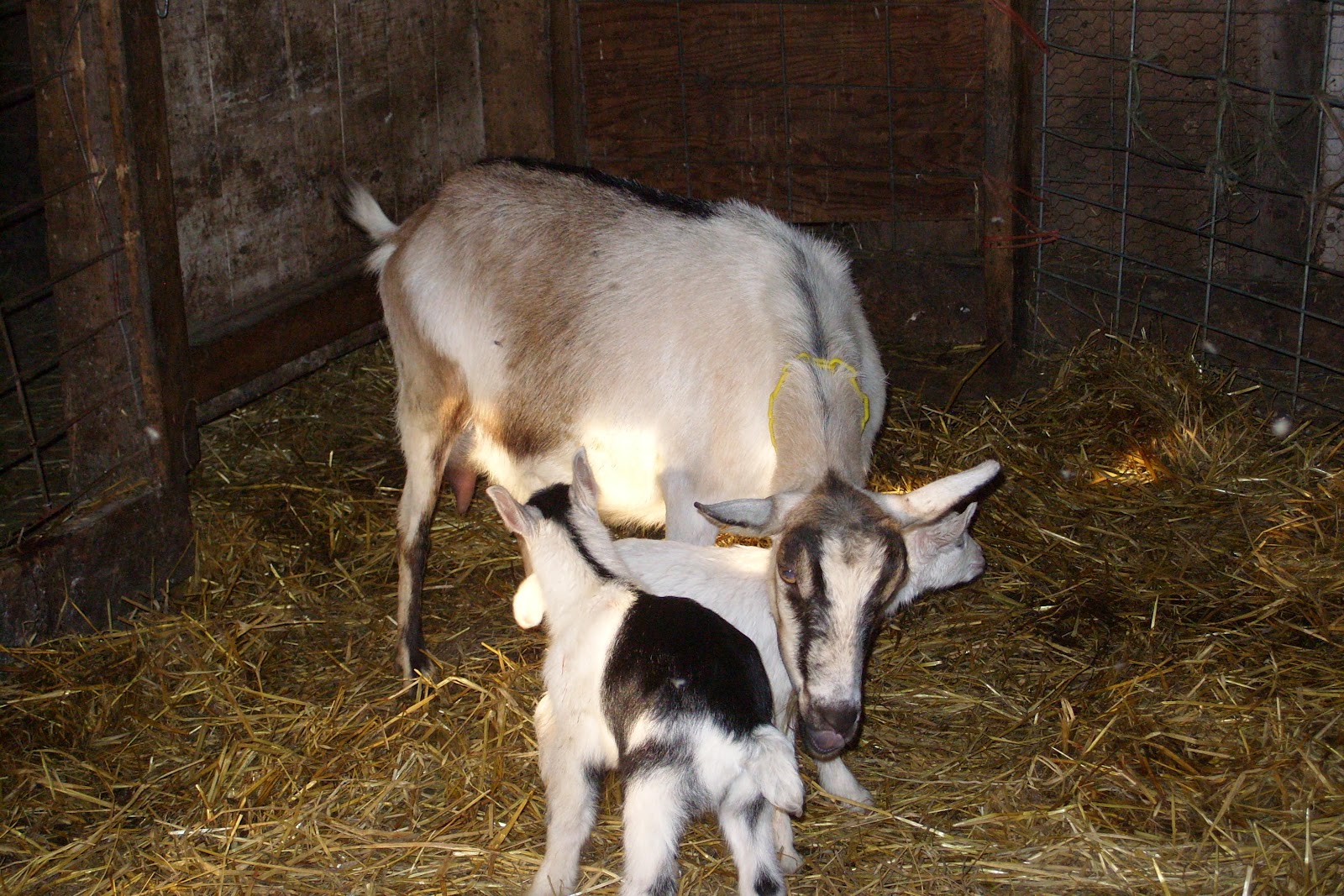 Forest House Farm: Alpine Doe and Kids