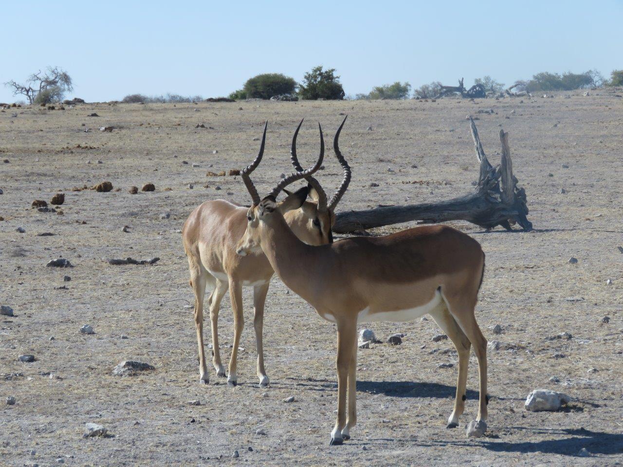 Southern Africa's Ramsar Sites: Etosha Pan (Namibia)