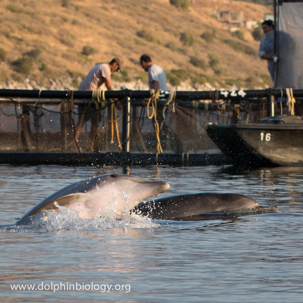 Dolphin Biology and Conservation: Dolphins and fish farm workers