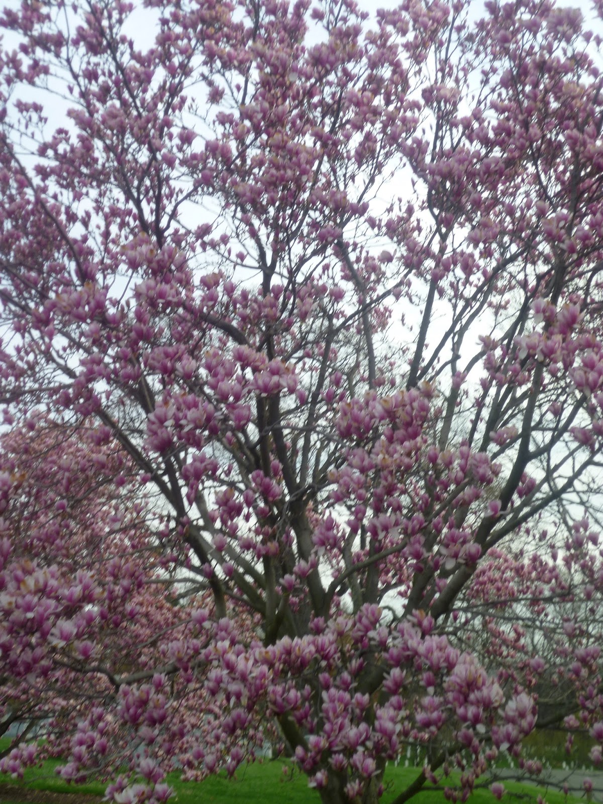 Excel Math: Japanese Cherry Trees — Do the Math