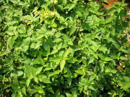 Saya Suka Arnab: MAKANAN ARNAB *DAUN ISRAEL