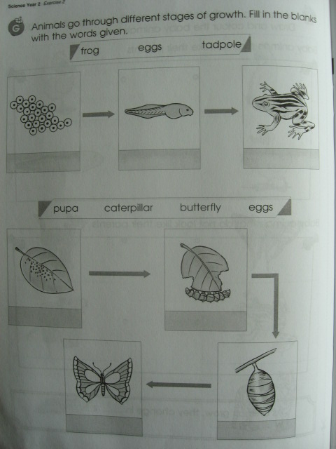 SCIENCE YEAR 2: Worksheets