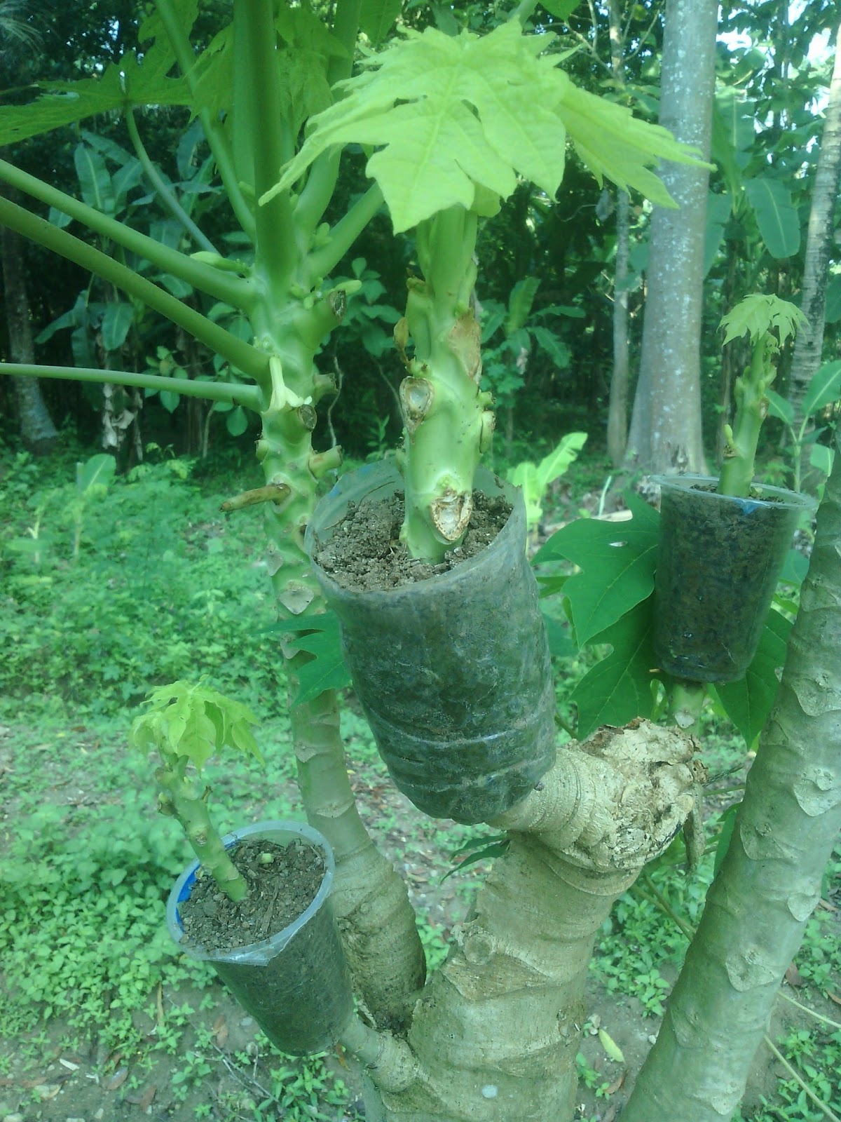 Wong ndeos: CARA PALING PRAKTIS CANGKOK PEPAYA