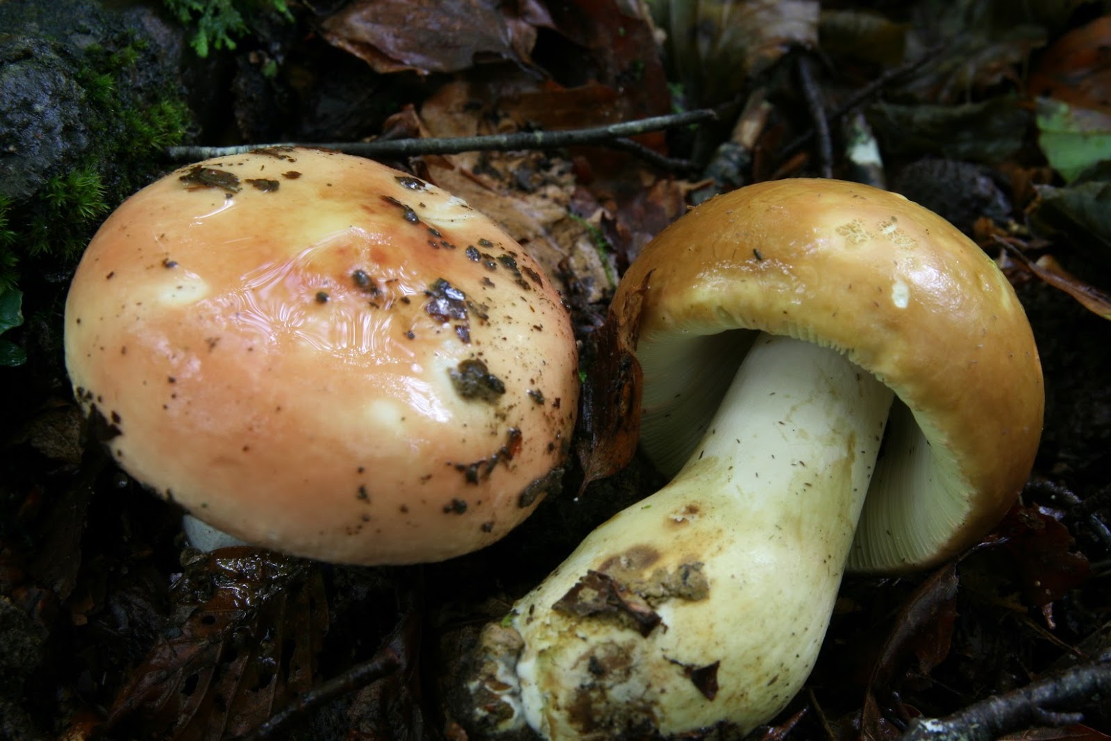 Guía de Setas y Hongos de Navarra.: Russula faginea Romagn