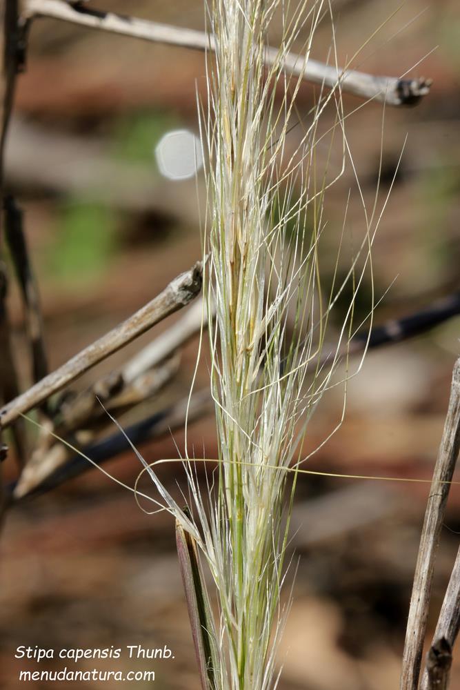 Menuda Natura: Stipa capensis Thunb.