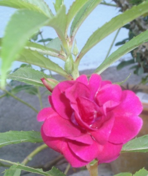 SYIMAMA PAGE: TAMAN BUNGA