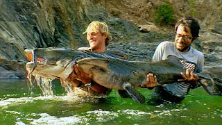 Goonch Catfish Pictures | Giant Devil Catfish - The Goonch Catfish