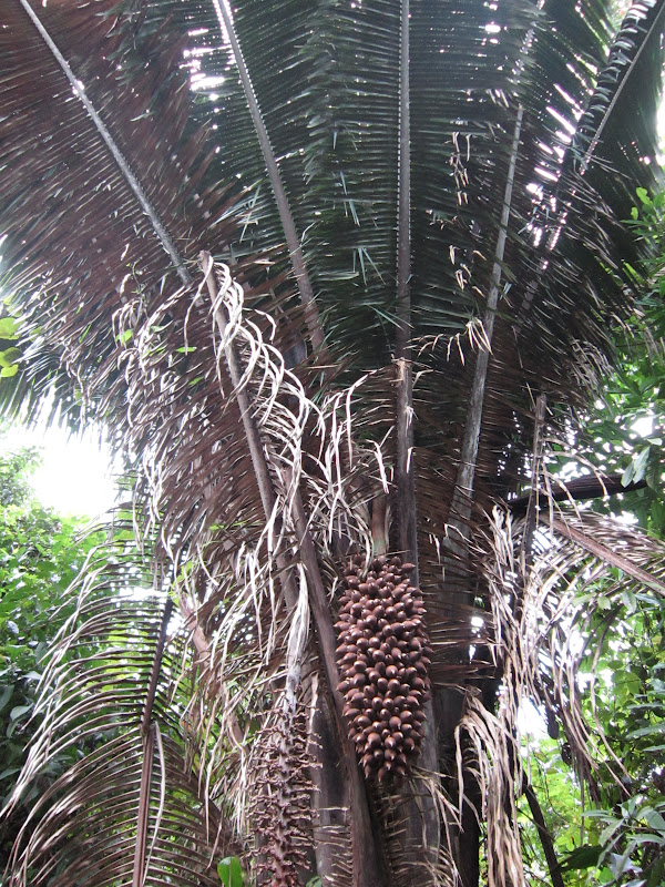 Our Peace Corps Adventure: The Beautiful Plants of Belize