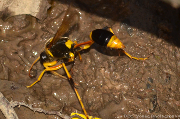 Focus on Nature: Light shows, rain and Wasps