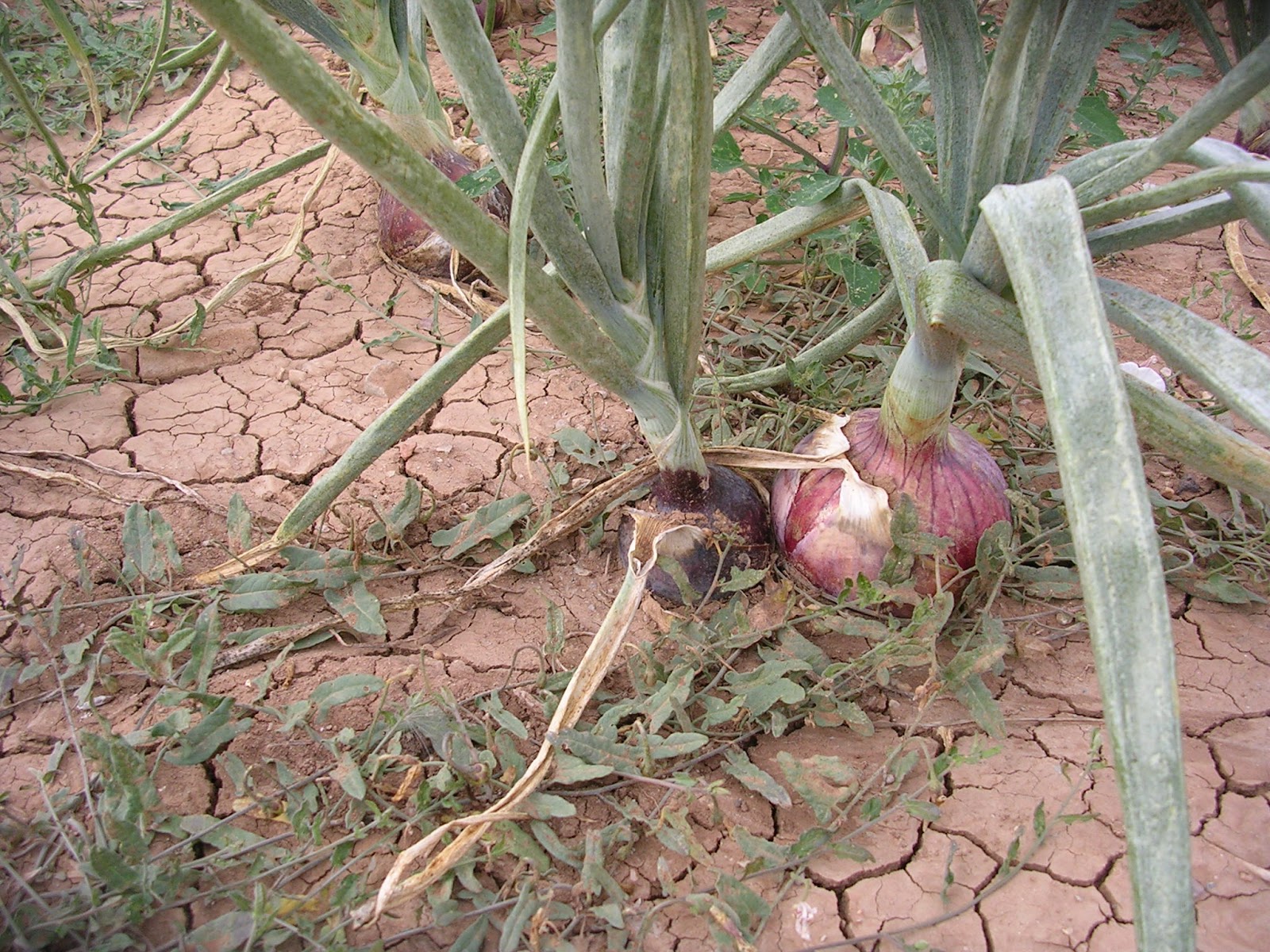 Aziz Özkan Tarım Bilgi Paylaşım Portalı Hoşgeldiniz: SOĞAN YETİŞTİRİCİLİĞİ