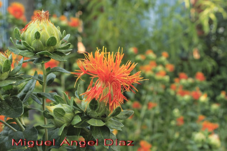 Cuaderno de Campo: Falso azafrán, alazor, cártamo (Carthamus tinctorius)