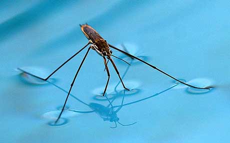 Gerridae | The Life of Animals