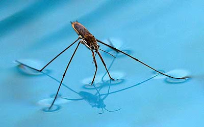 Gerridae | The Life of Animals