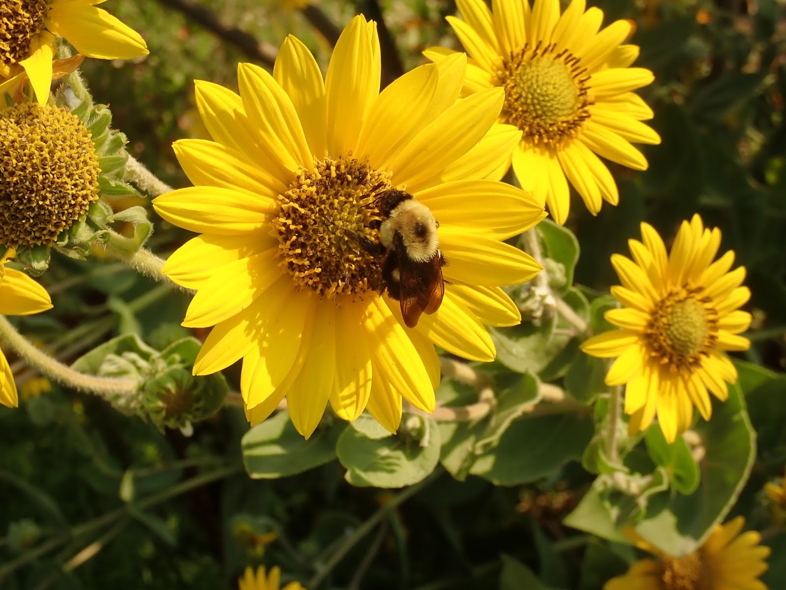 Springfield Plateau: Bee Plant Wise