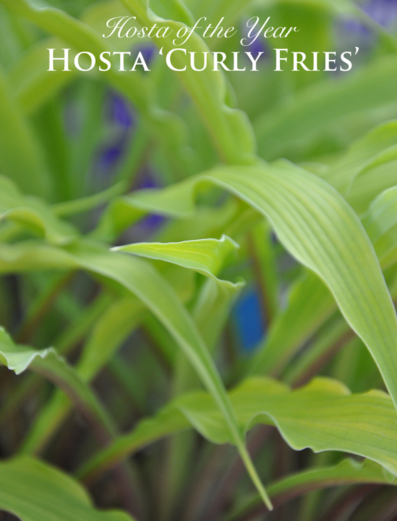 Three Dogs in a Garden: Collectable Hostas
