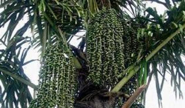 FRUITSZOOM GALLERY: Gambar 4 BUAH POHON NIRA (ENAU)